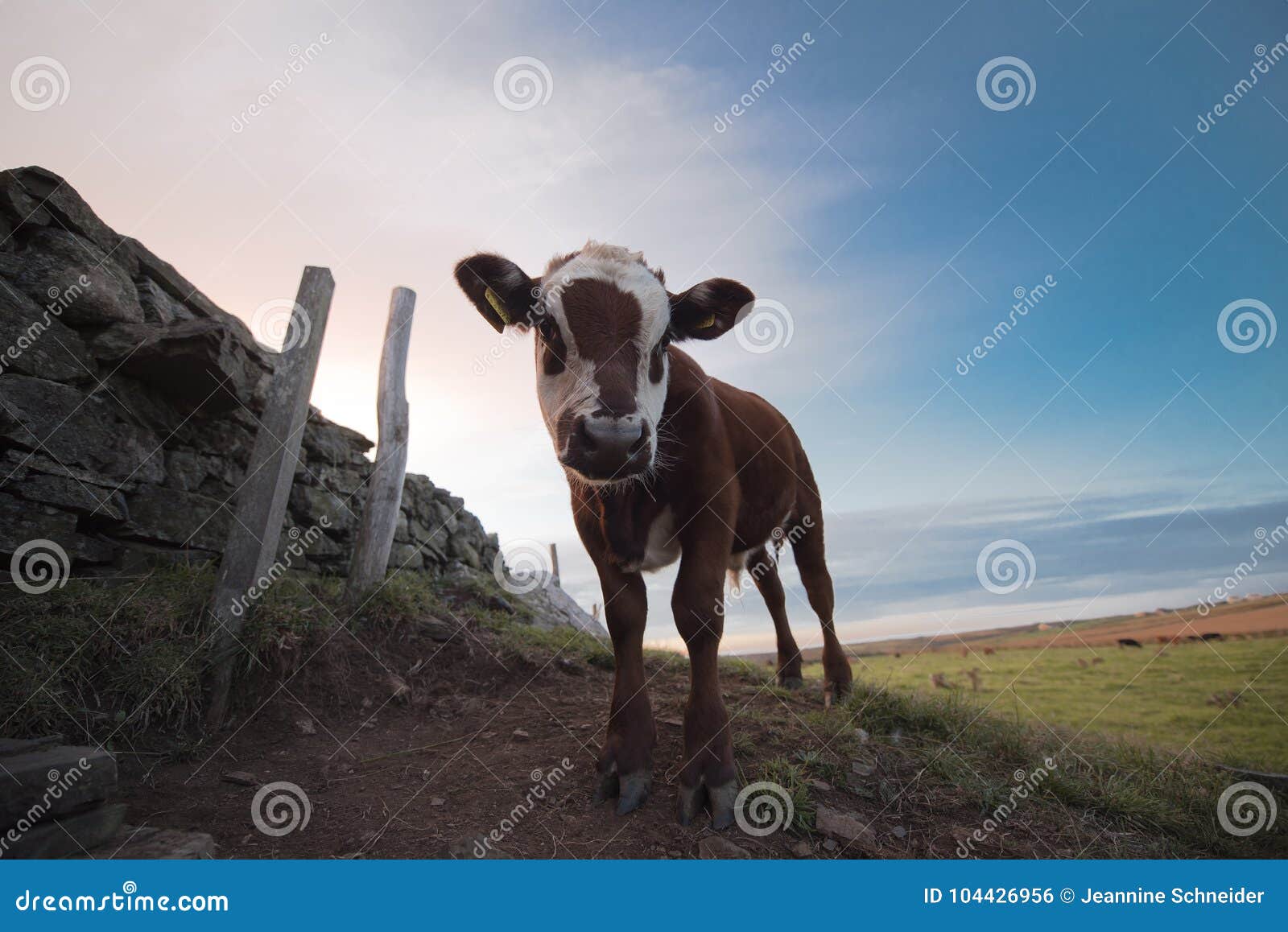 Cows in Cornwall editorial photo. Image of grass, mauer - 104426956