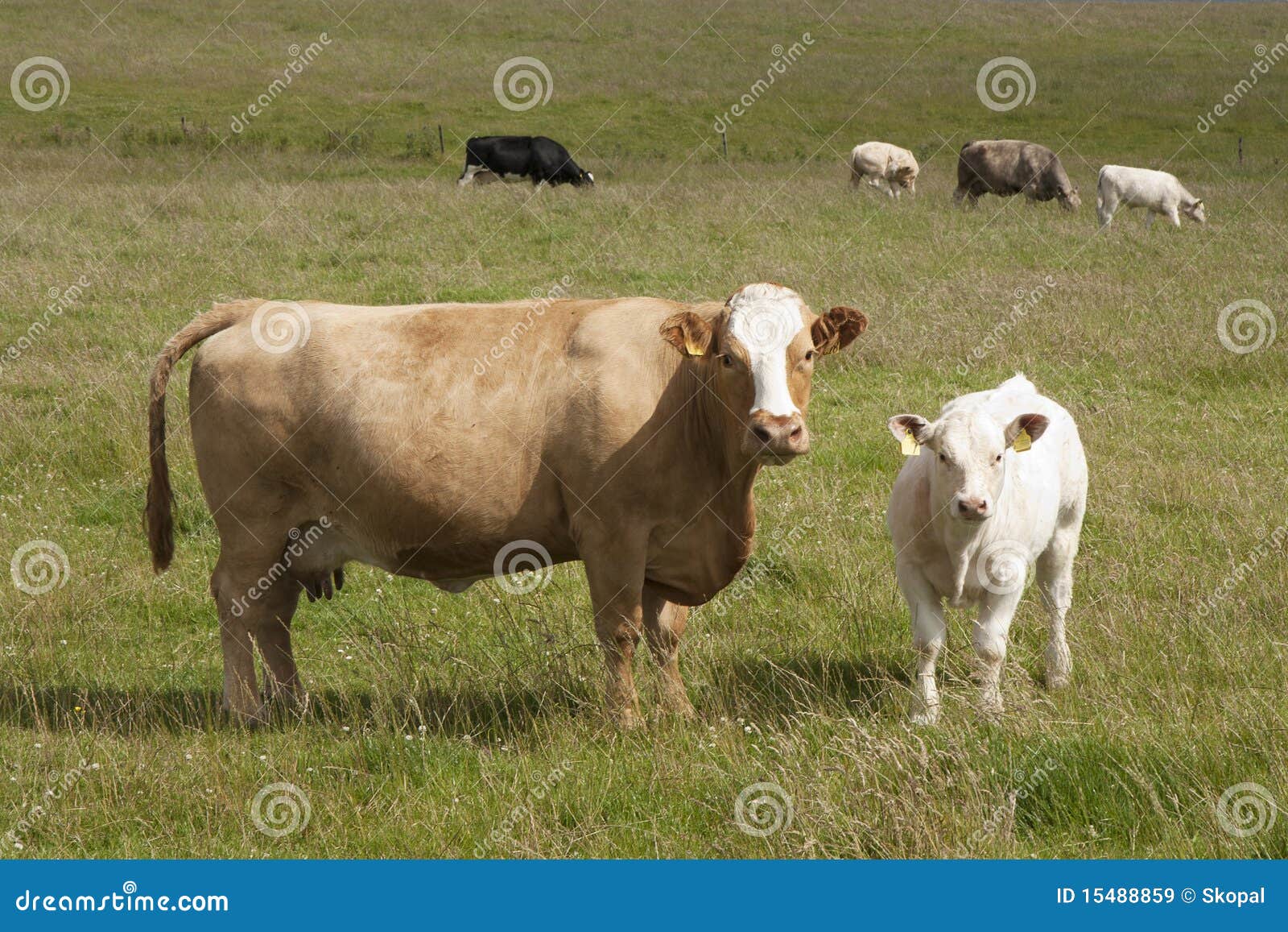 Cows in the country stock image. Image of prairie, pasture - 15488859