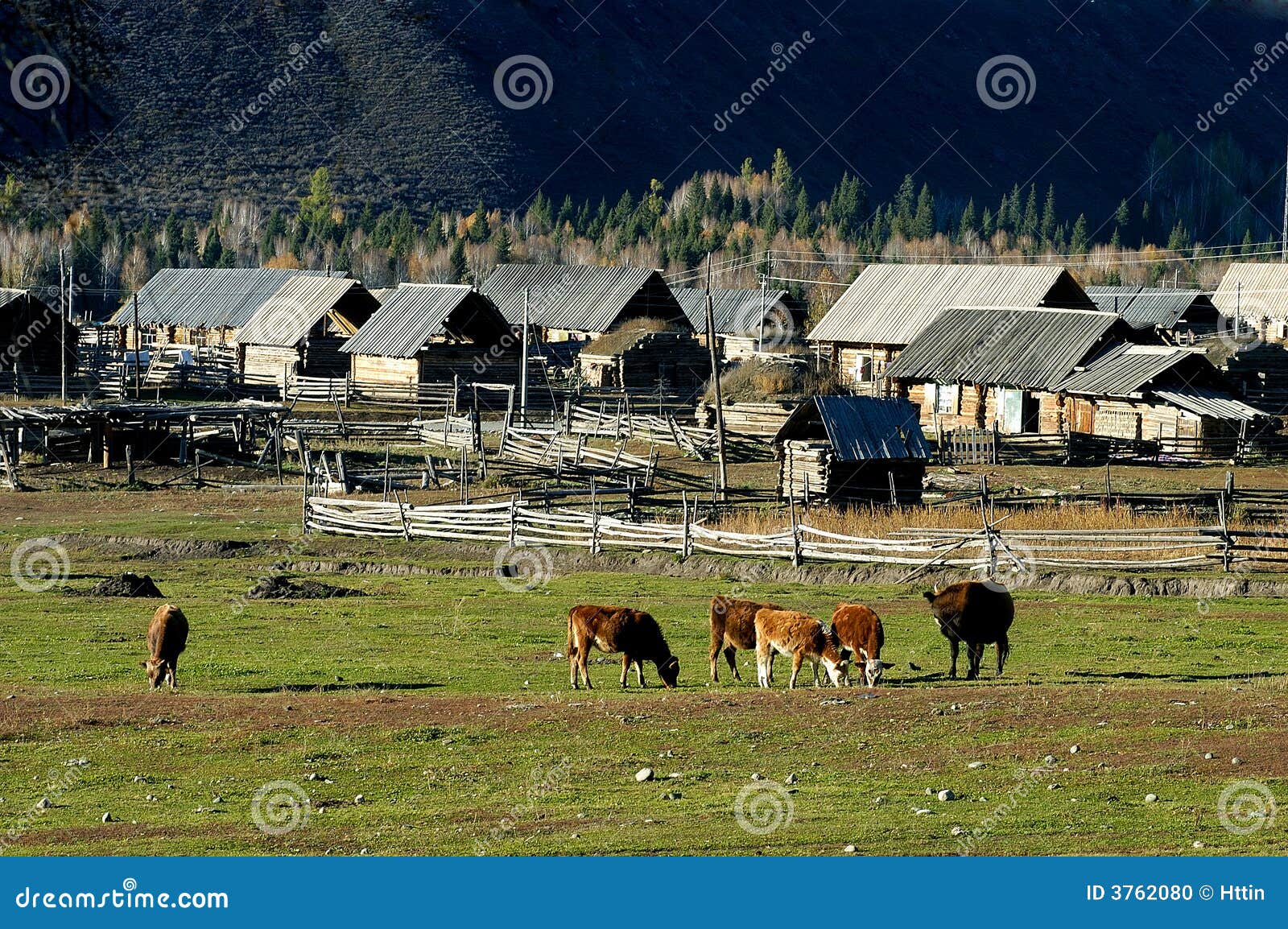 Cows and country house stock photo. Image of design, press - 3762080
