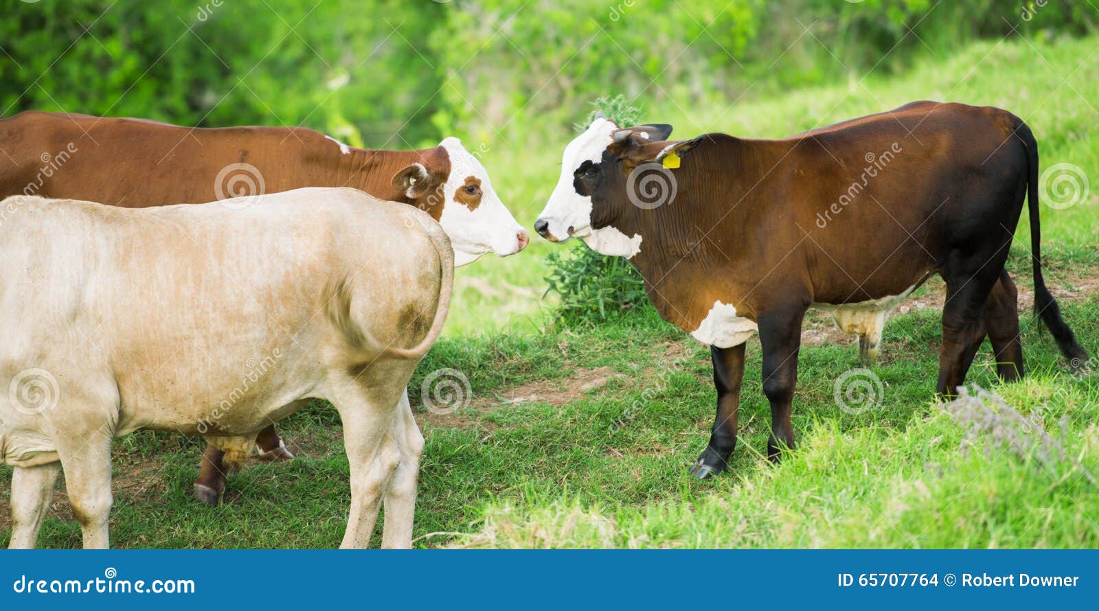 Cows in the country stock photo. Image of farmland, farm - 65707764