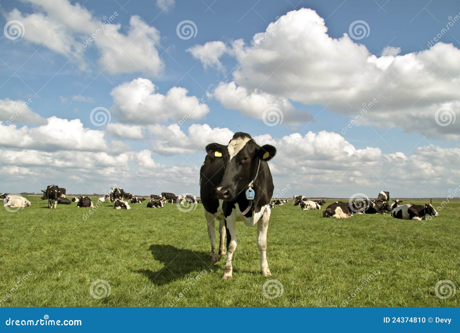 Cows in the countryside stock photo. Image of field, holland - 24374810