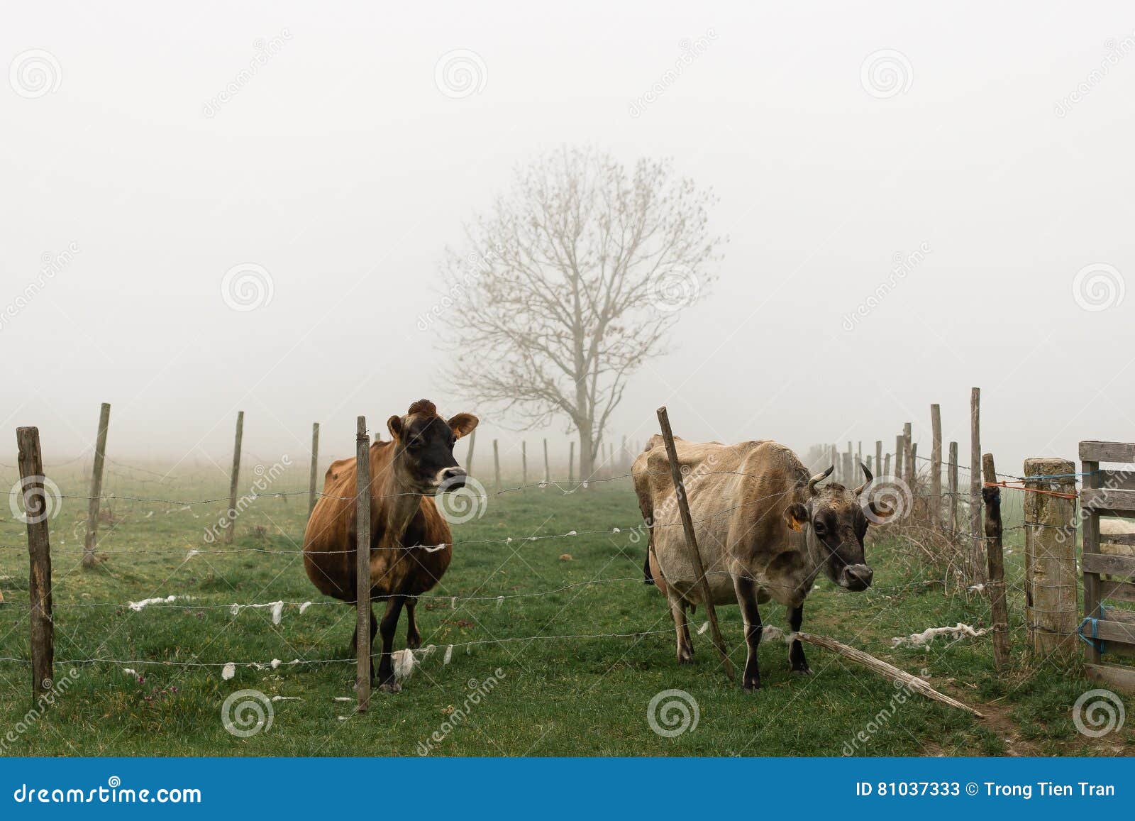 Cows in the Countryside during a Foggy Day Stock Image - Image of farm ...