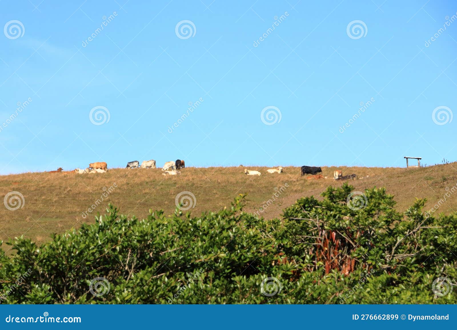 Cows with Countryside Landscape Costa Rica Stock Image - Image of ...