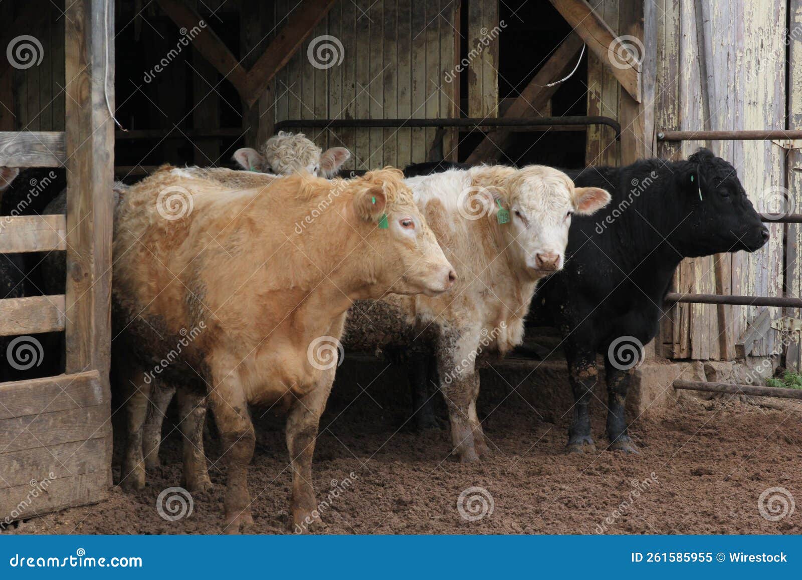 Cows Covered in Mud in the Farm Stock Image - Image of white, mammal ...