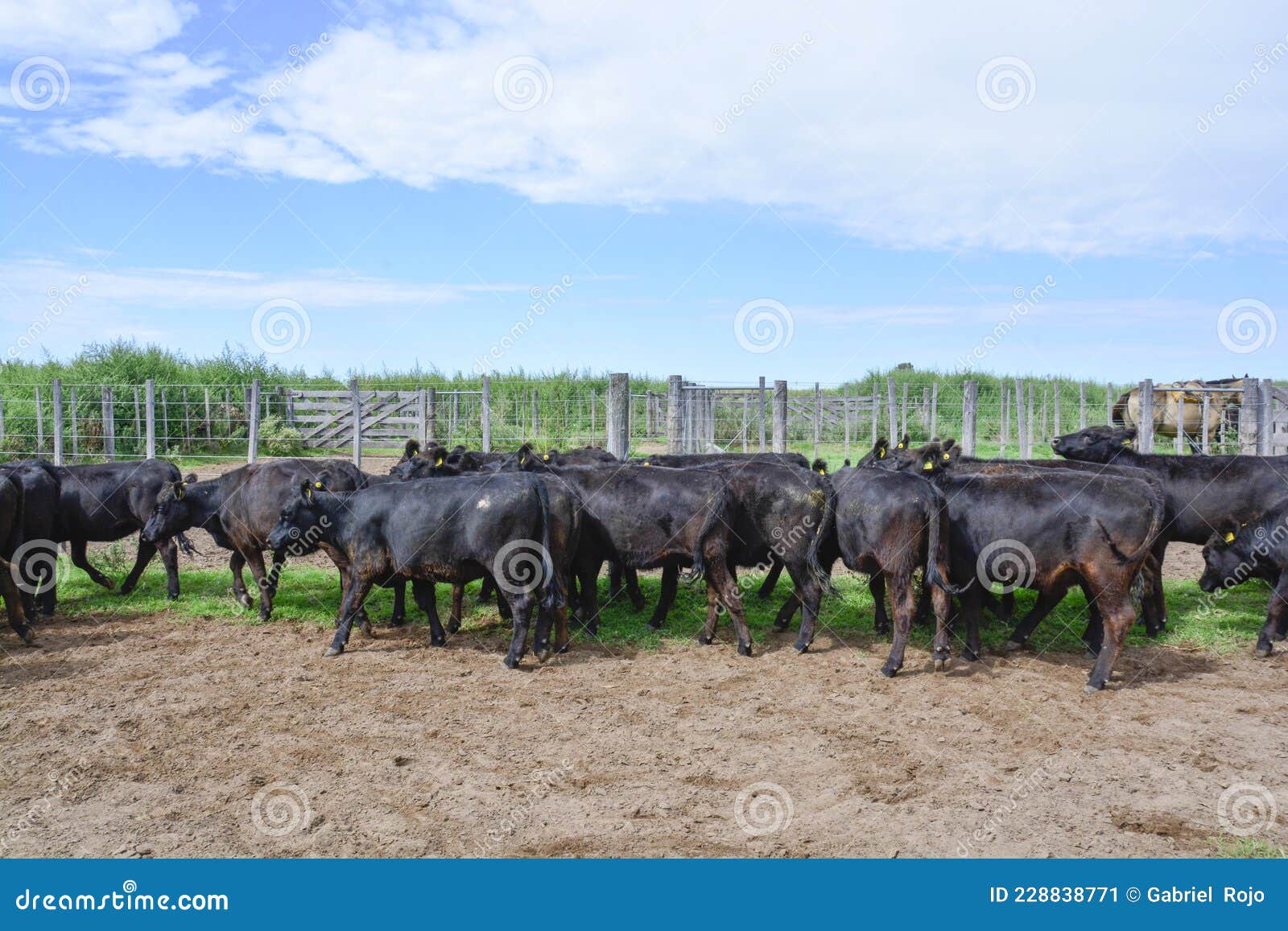 Cows in the cow pen , stock image. Image of heifer, farm - 228838771