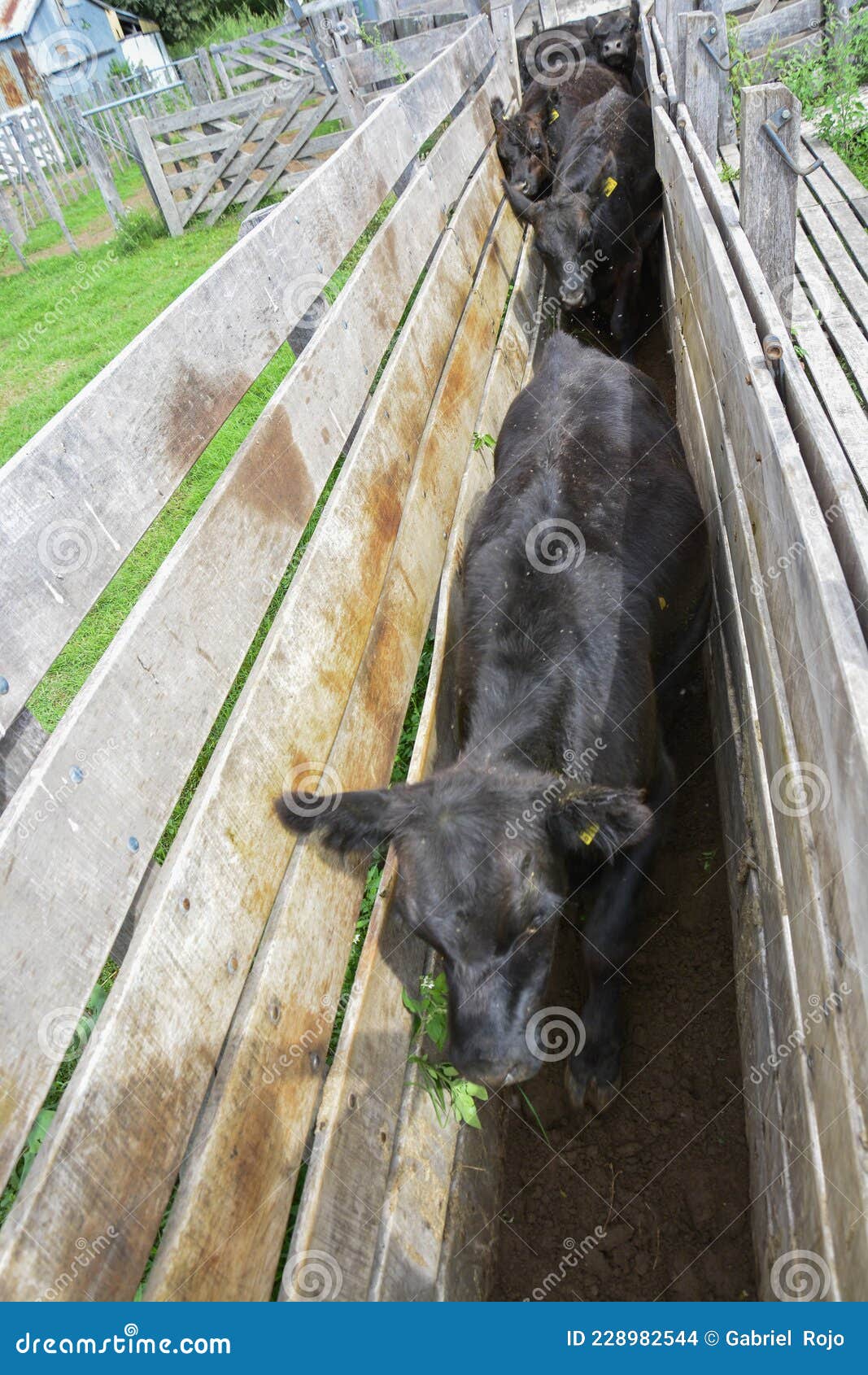 Cows in the cow pen , stock photo. Image of dairy, agriculture - 228982544