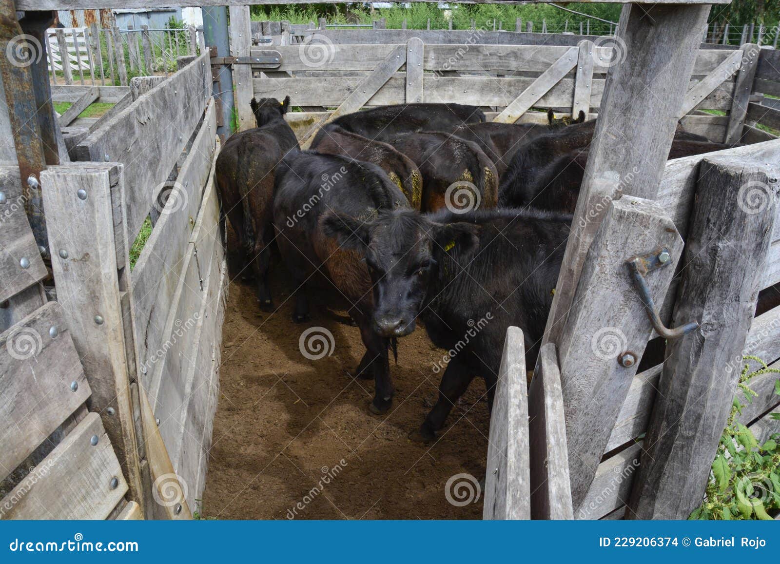 Cows in the cow pen , stock photo. Image of cows, livestock - 229206374