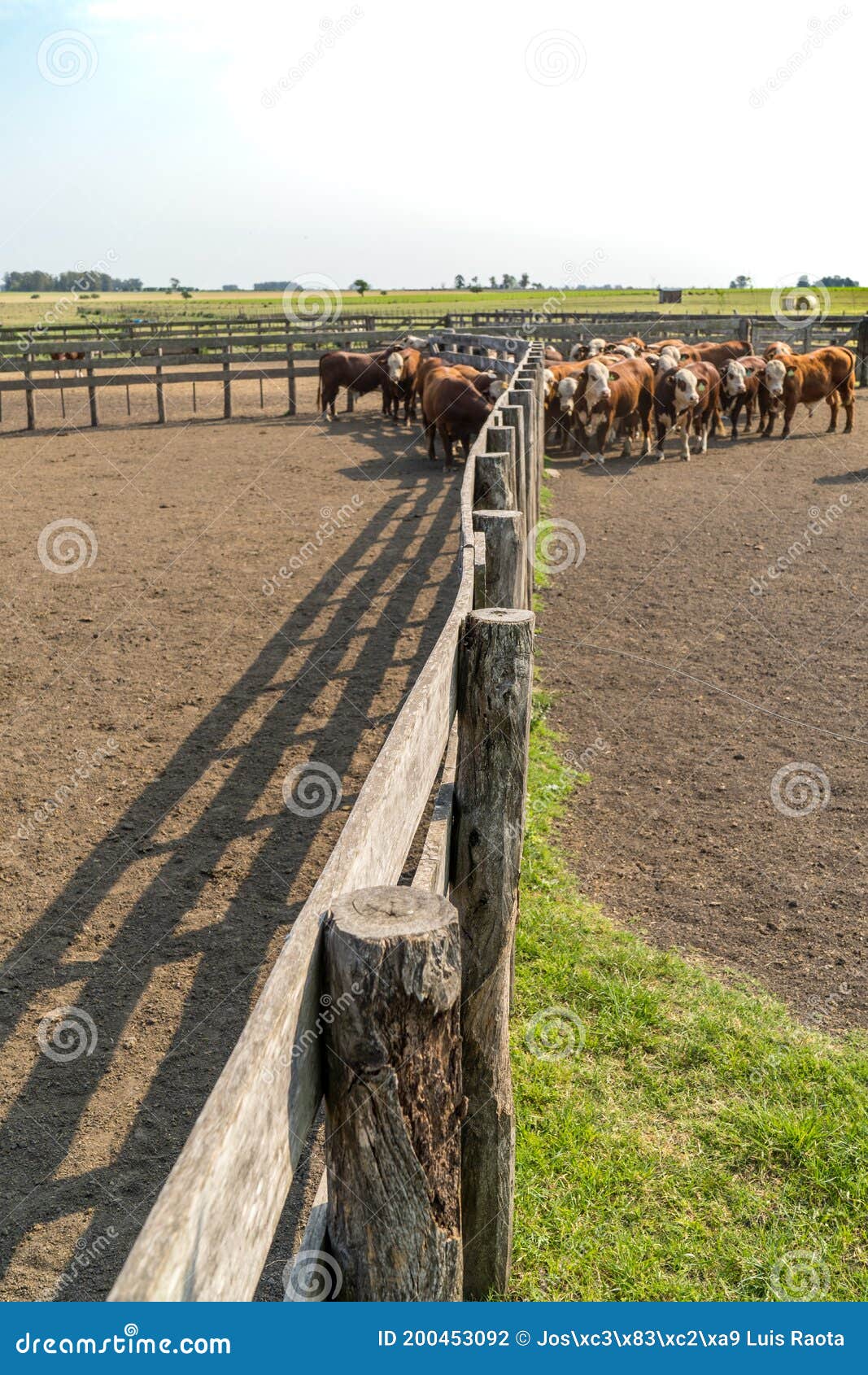 Cows in a Cow Stable of a Farm Stock Photo - Image of country, farm ...