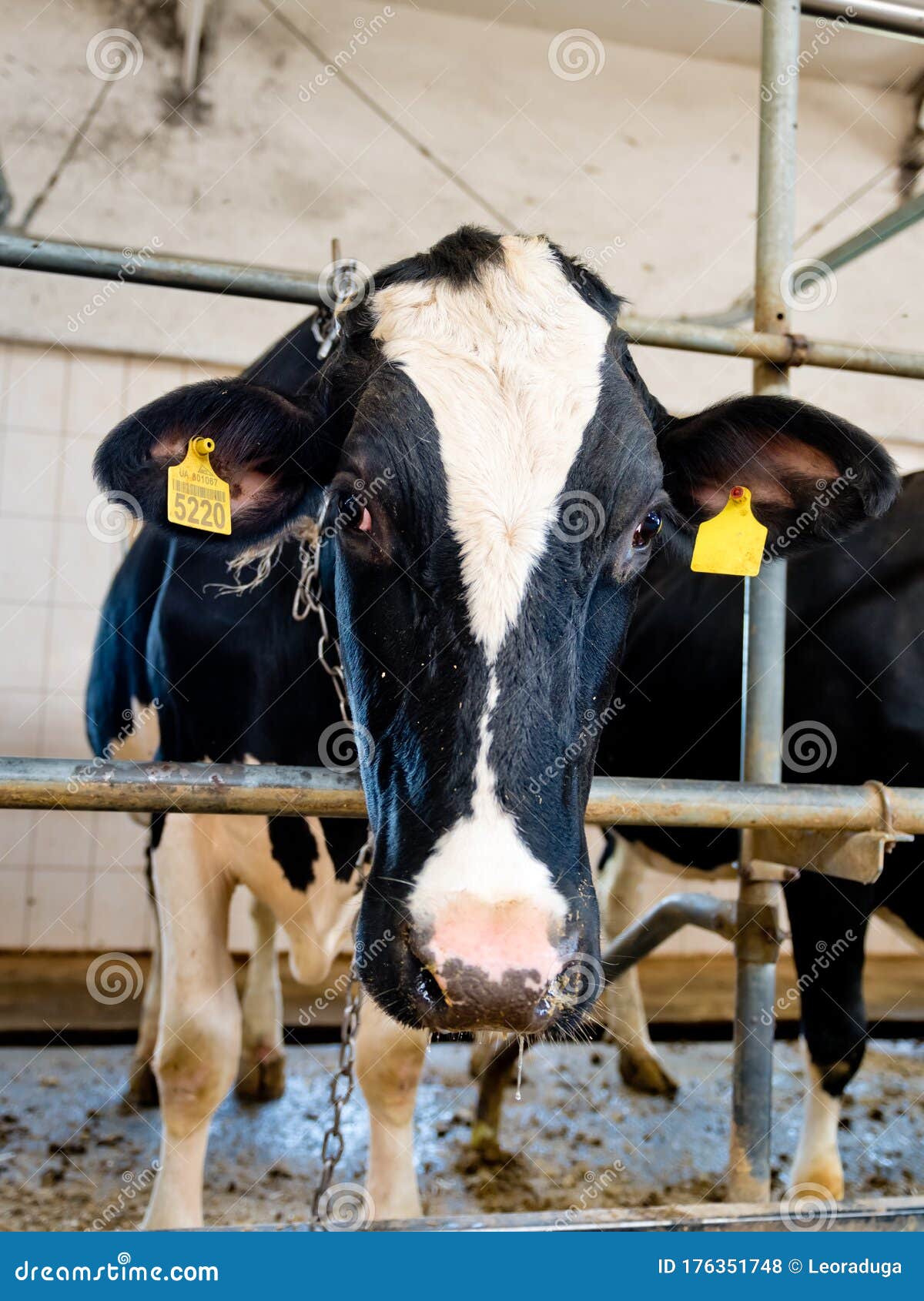 The cows in the cowshed. stock photo. Image of feed - 176351748