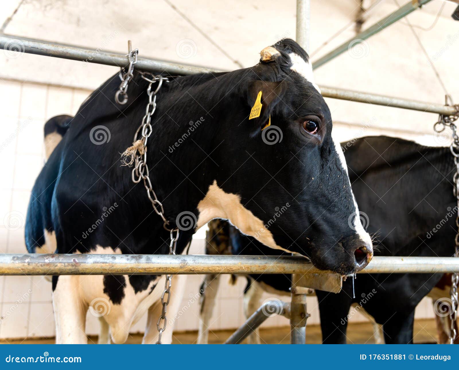 The cows in the cowshed. stock image. Image of domestic - 176351881