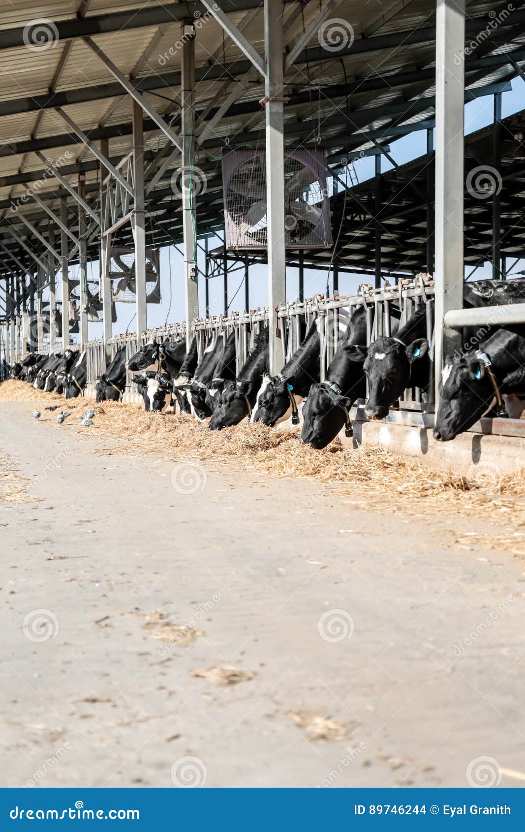 Cows in the cowshed stock photo. Image of dairy, cowshed - 89746244