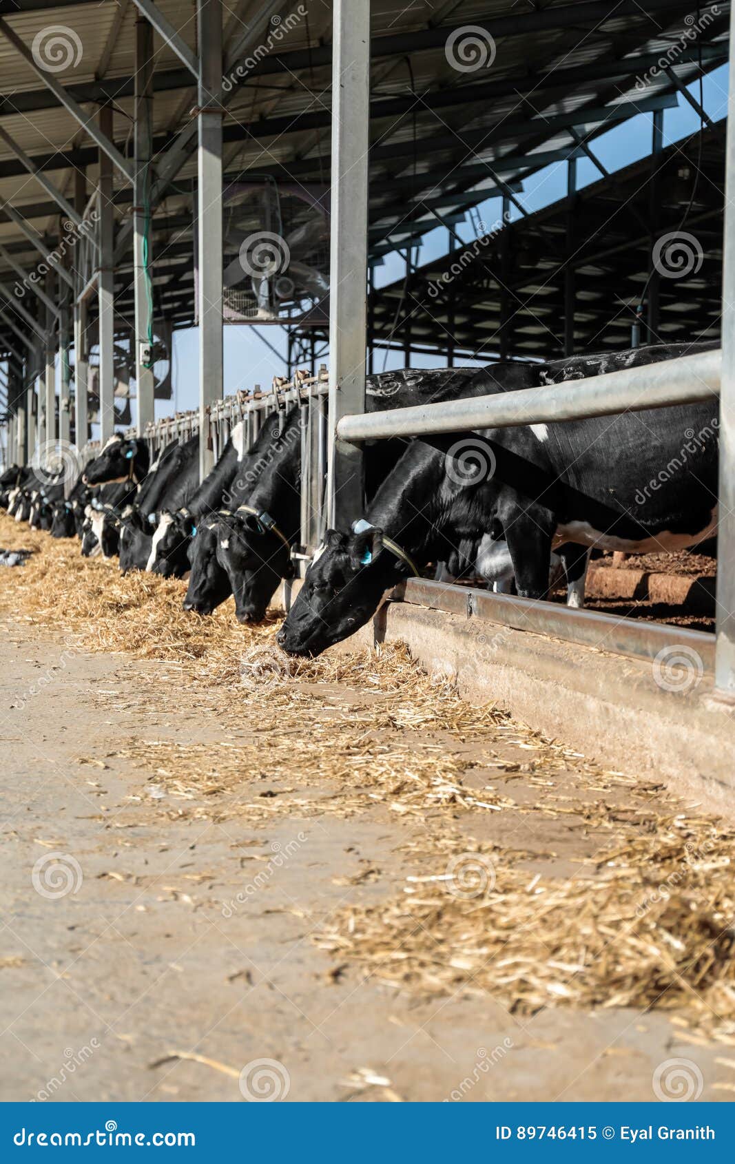 Cows in the cowshed stock image. Image of israel, granit - 89746415