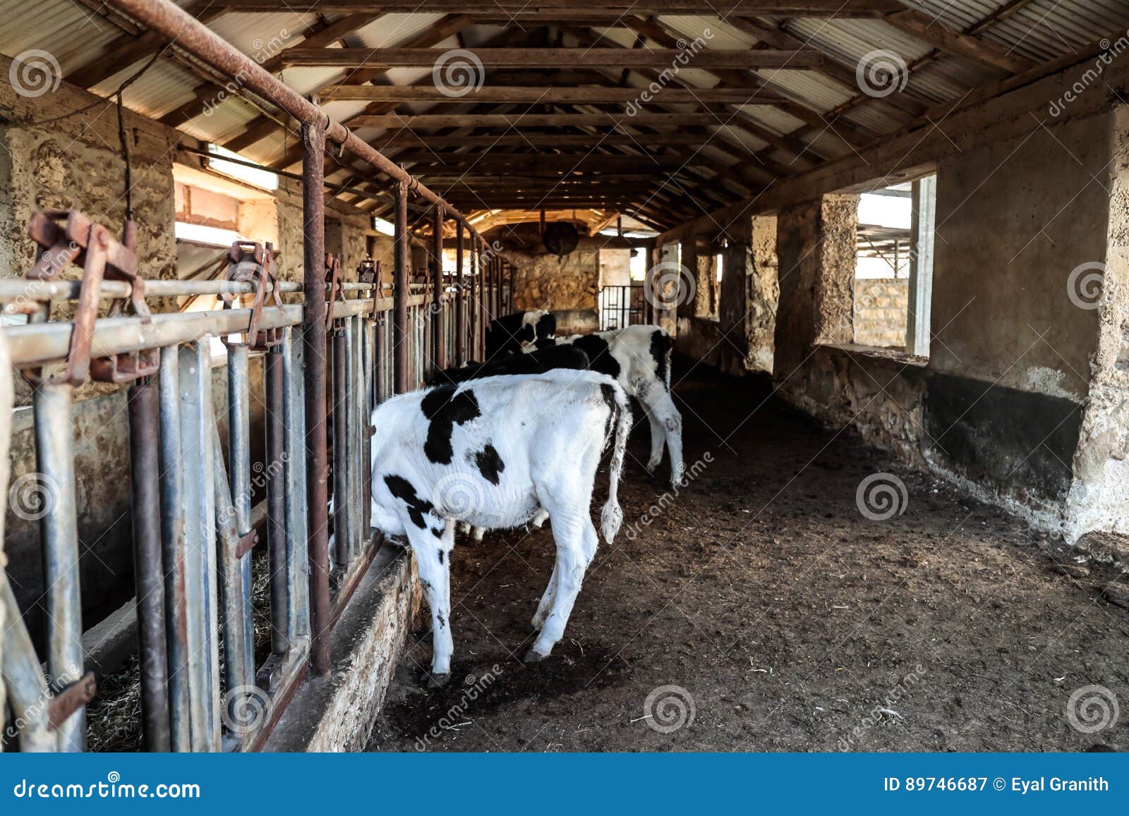 Cows in the cowshed stock image. Image of stall, cows - 89746687