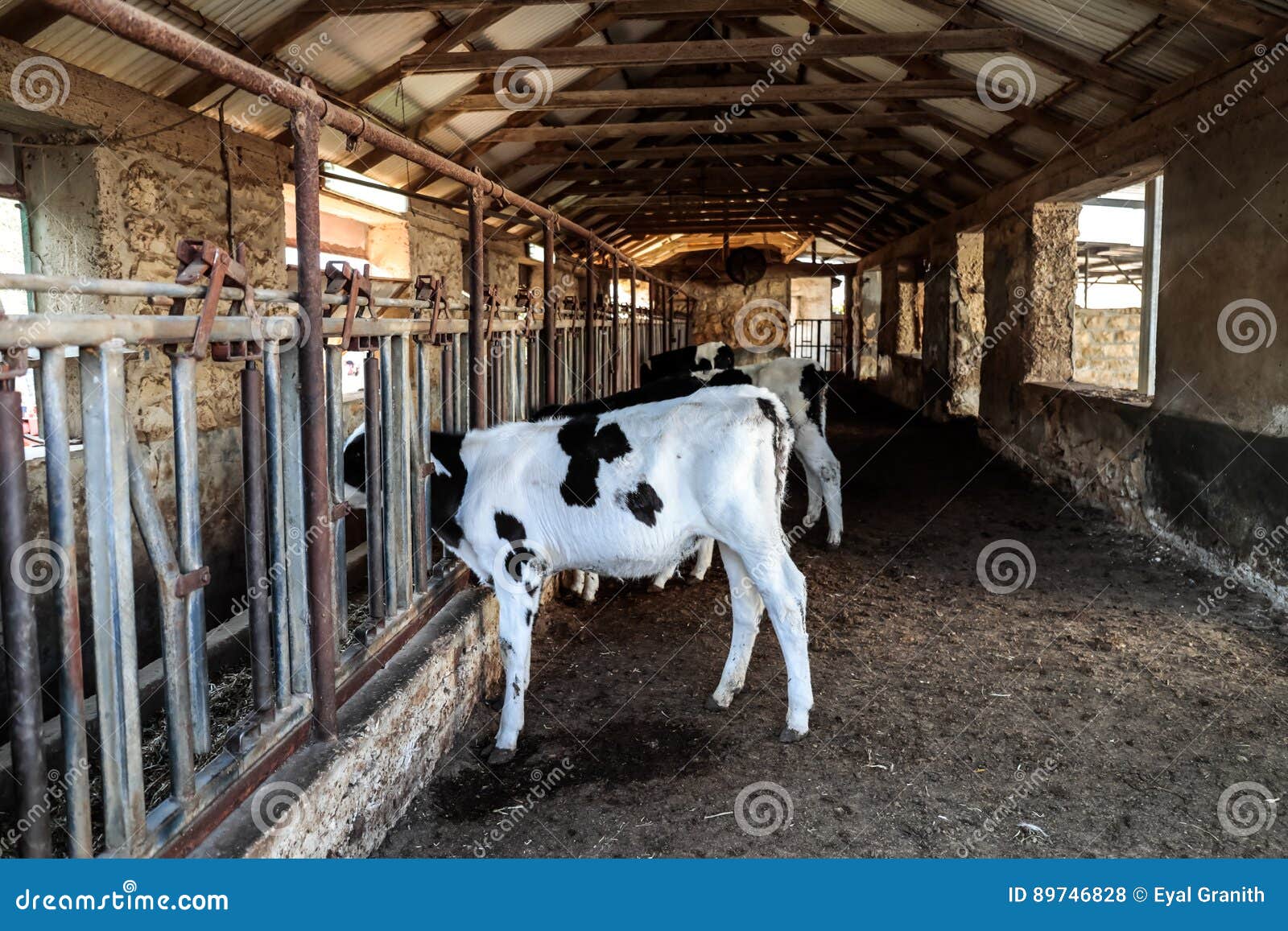 Cows in the cowshed stock photo. Image of kibbutz, stable - 89746828