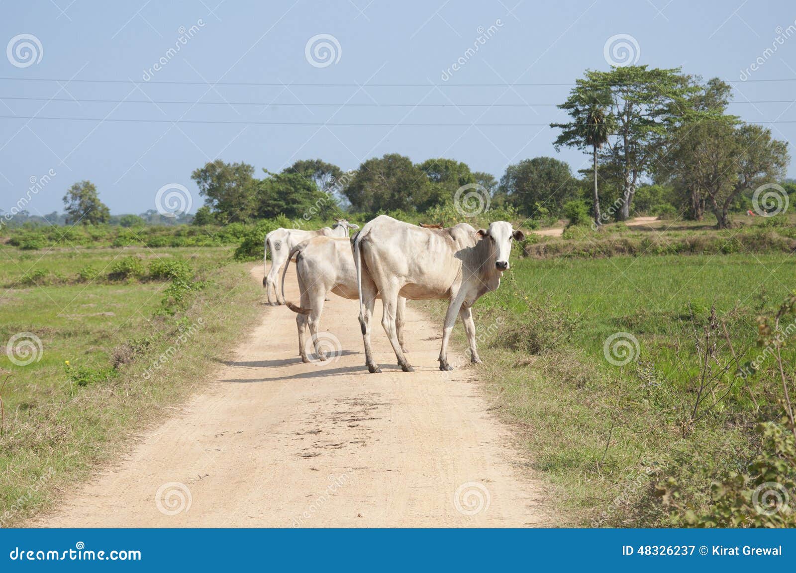 Cows stock image. Image of beautiful, country, farmland - 48326237