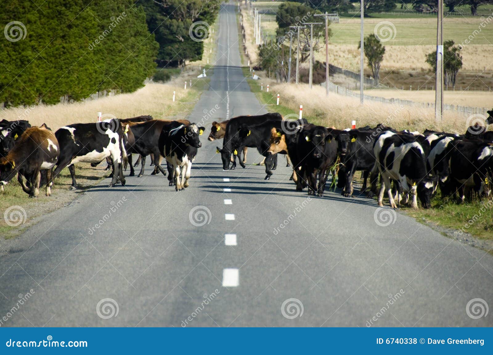 Cows Crossing Road stock photo. Image of fence, cattle - 6740338
