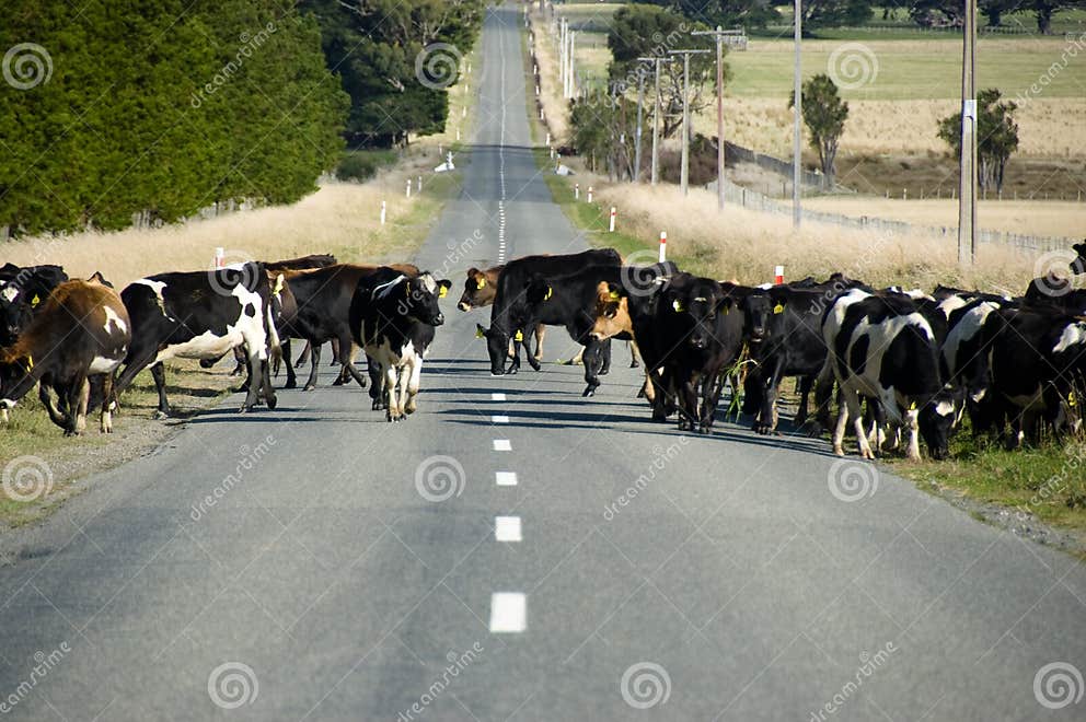 Cows Crossing Road stock photo. Image of fence, cattle - 6740338