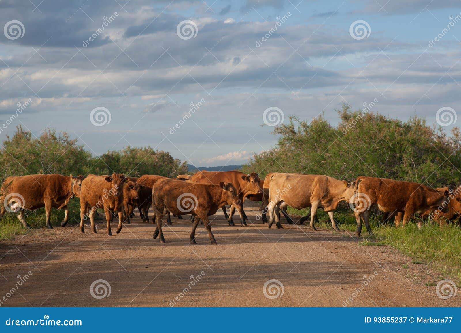 Cows Crossing a Road.Going for Grazing Stock Image - Image of animal ...
