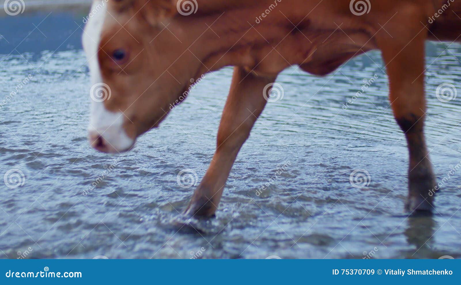 Cows Crossing the Stream at Green Spring Hill Stock Video - Video of ...