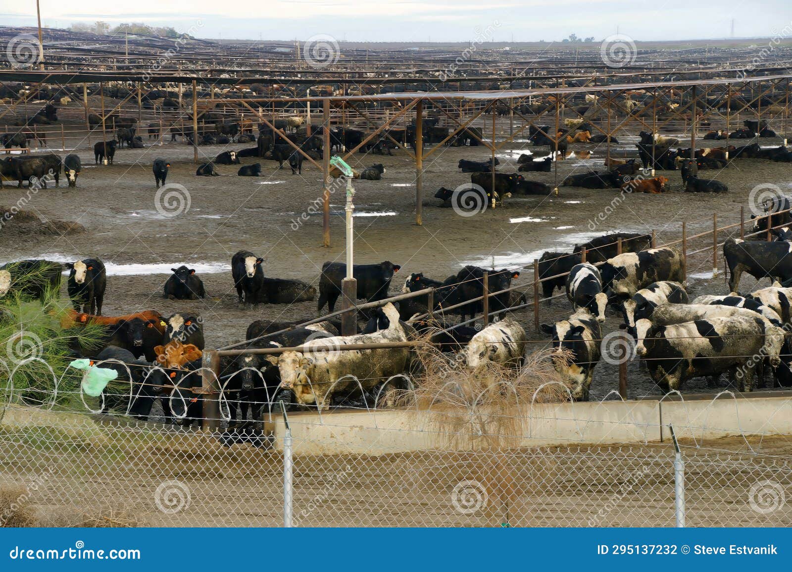 Cows Crowded in a Muddy Feedlot Stock Photo - Image of white ...