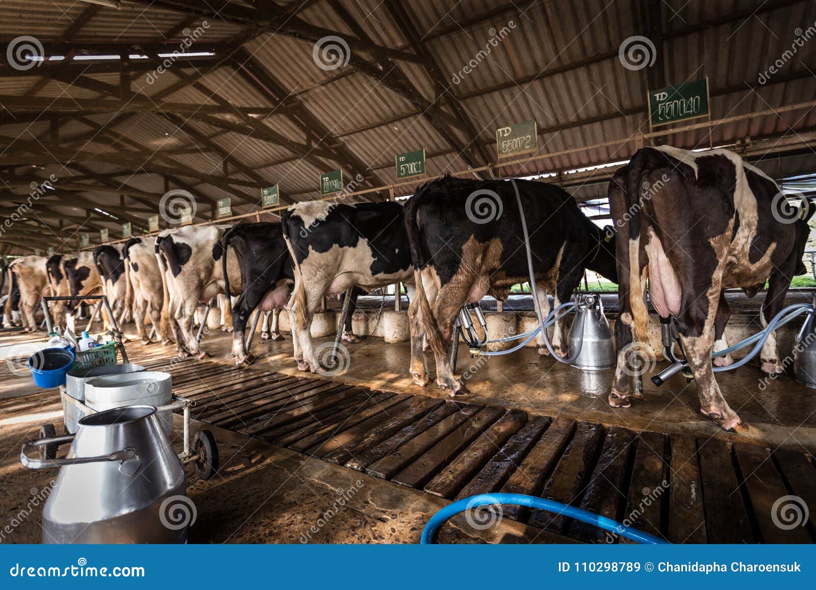 Cows In The Cattlepen. Native Cattle Farms Of Rural Thai People Stock ...