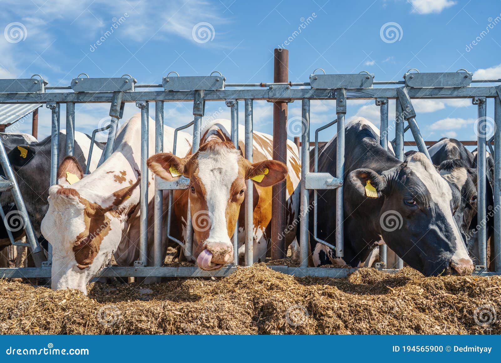 Cows on Dairy Farm. Breeding and Feeding for Milking Cattle Stock Photo ...