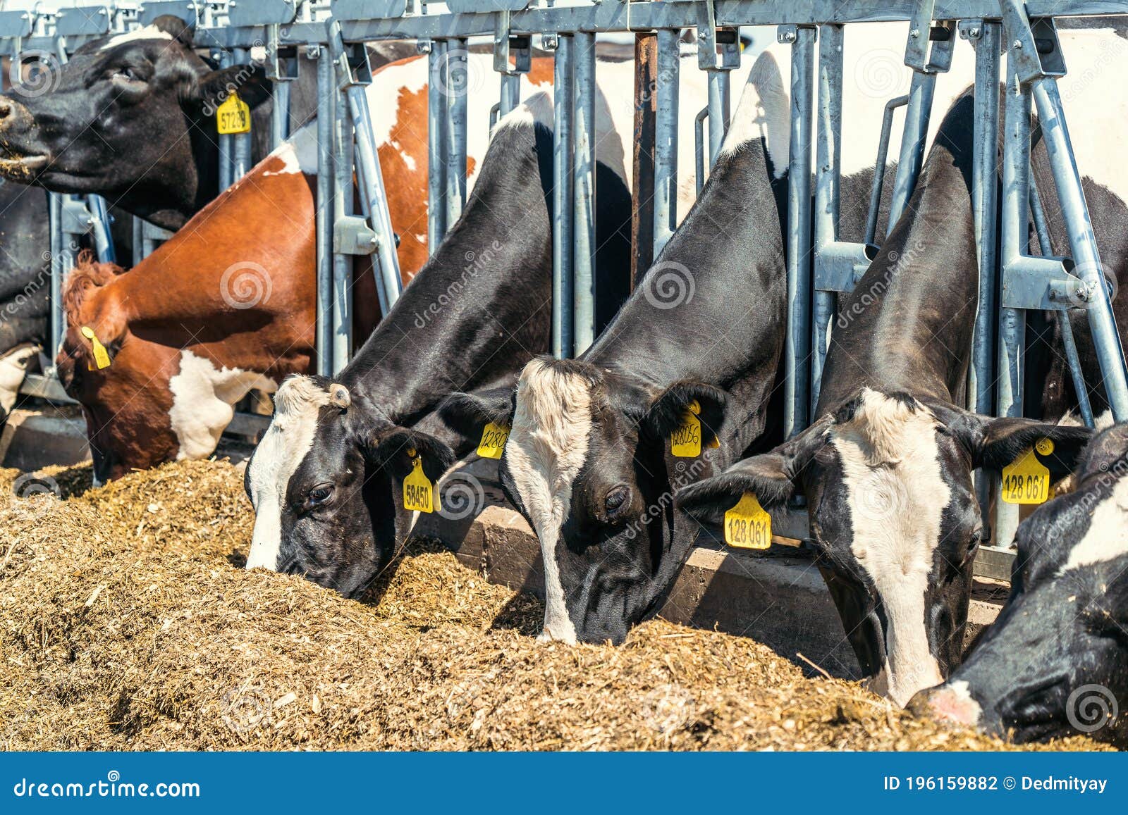 Cows on Dairy Farm. Breeding and Feeding for Milking Cattle Stock Photo ...