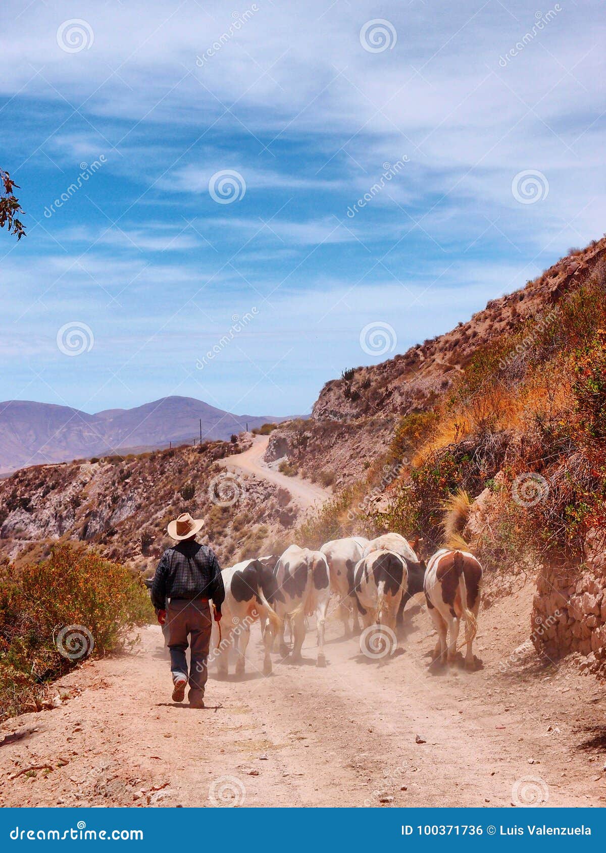 Cows in the desert editorial photo. Image of chile, arica - 100371736
