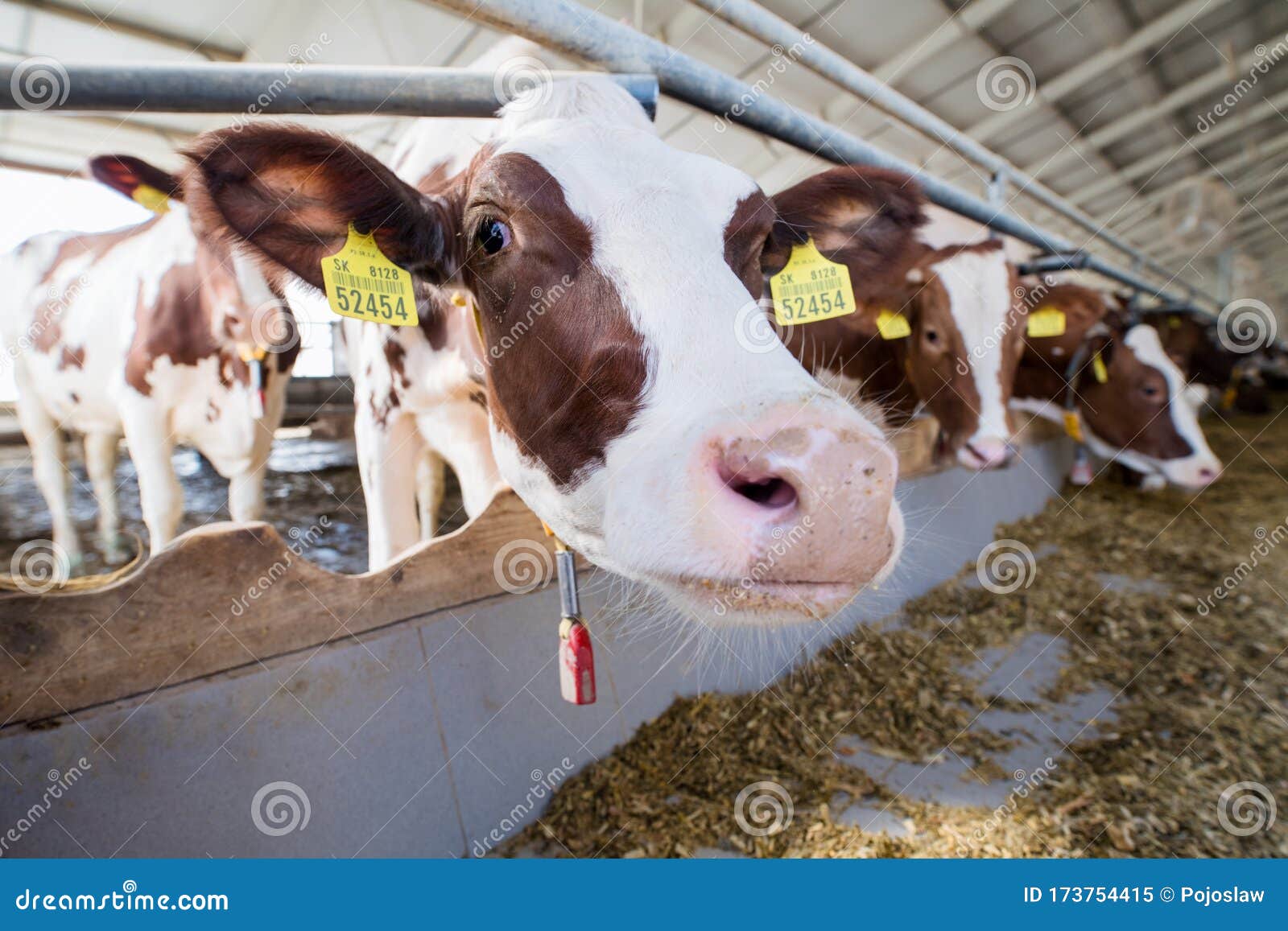 Cows on a Diary Farm, Agriculture Industry. Editorial Image - Image of ...