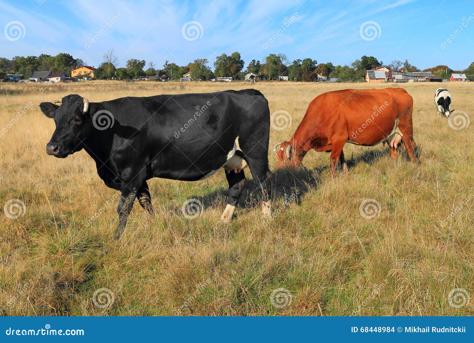 Cows of different breeds stock photo. Image of domestic - 68448984