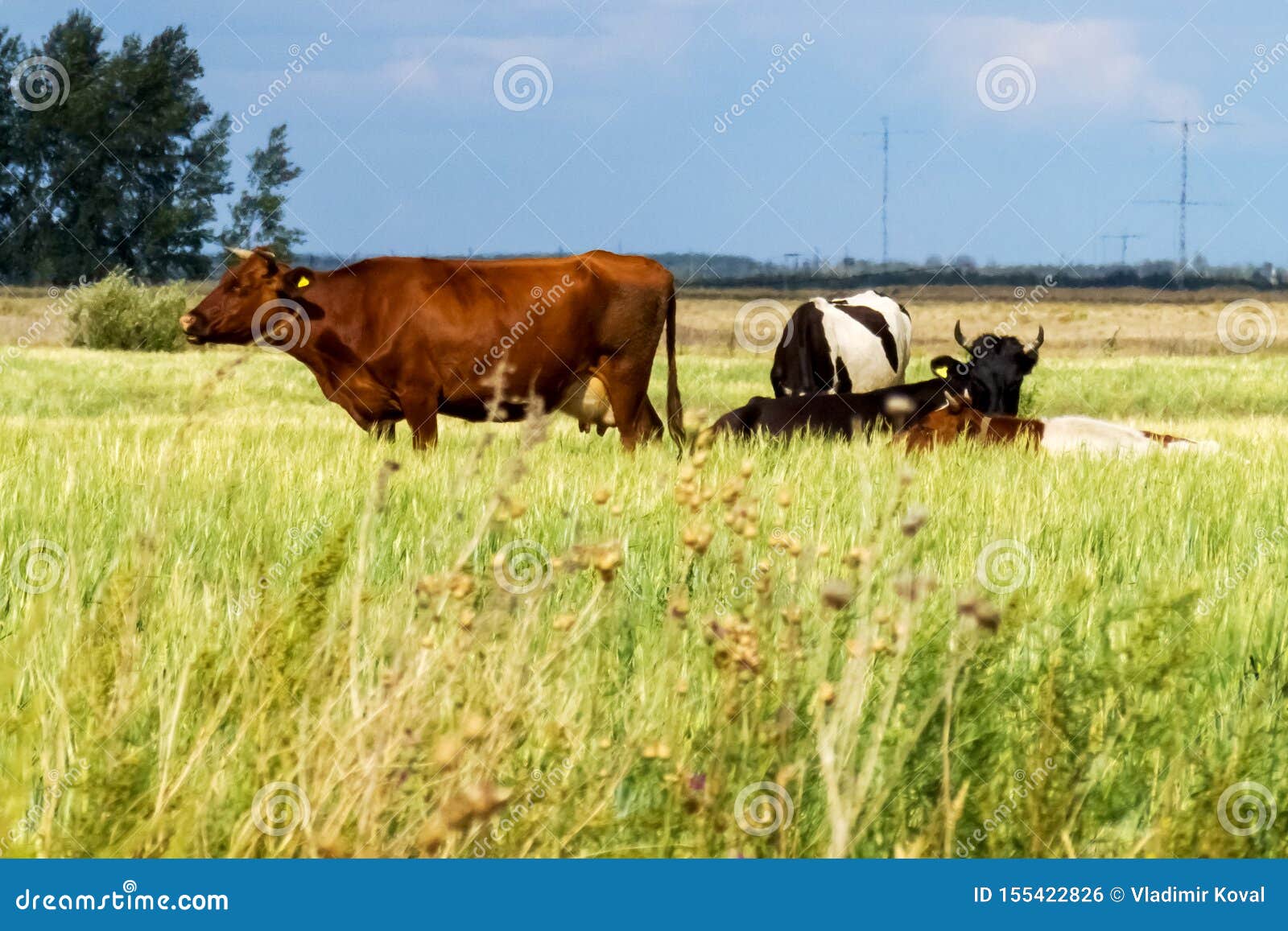 Cows of Different Colors Graze in the Meadow Stock Photo - Image of ...
