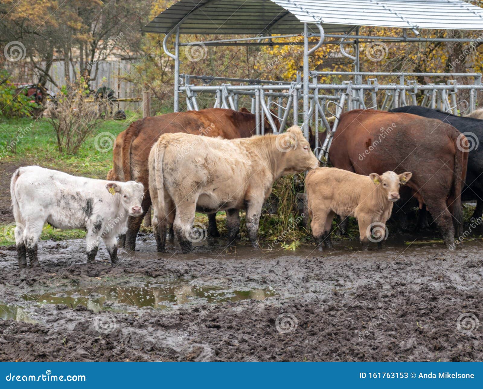 Cows of Different Sizes and Colors in a Large Mud Field Stock Image ...