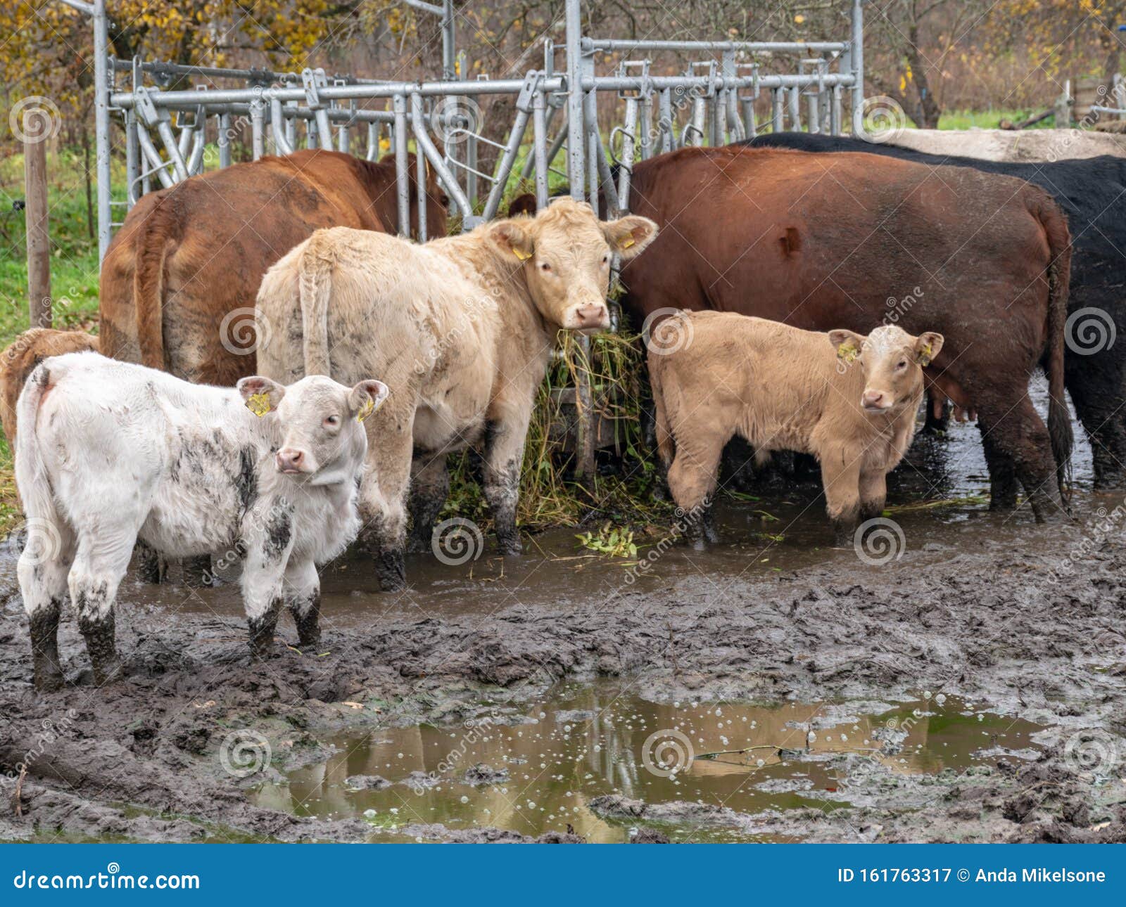 Cows of Different Sizes and Colors in a Large Mud Field Stock Image ...