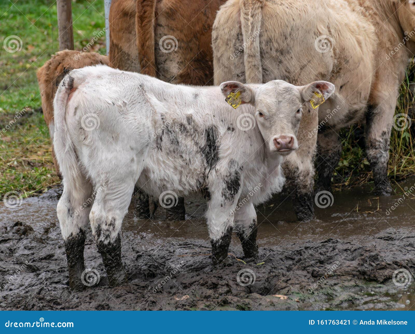 Cows of Different Sizes and Colors in a Large Mud Field Stock Image ...
