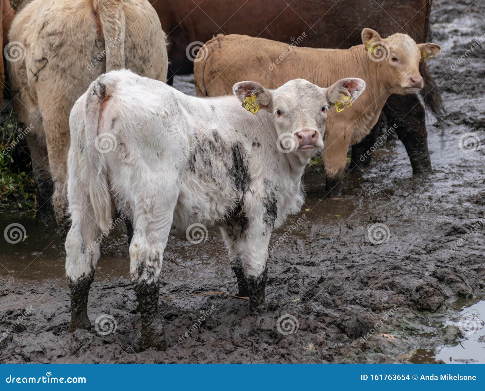 Cows of Different Sizes and Colors in a Large Mud Field Stock Photo ...