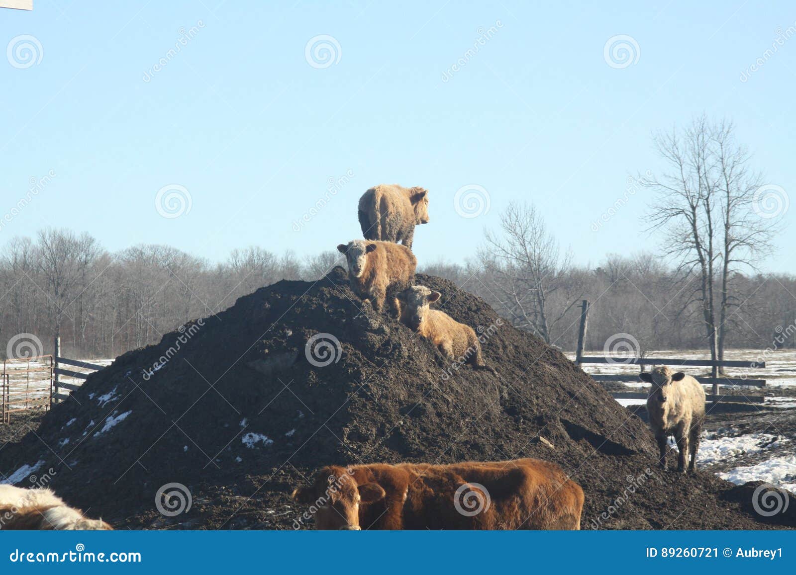 Manure From Cows On An Agricultural Field, A Pile Of Natural Manure To ...