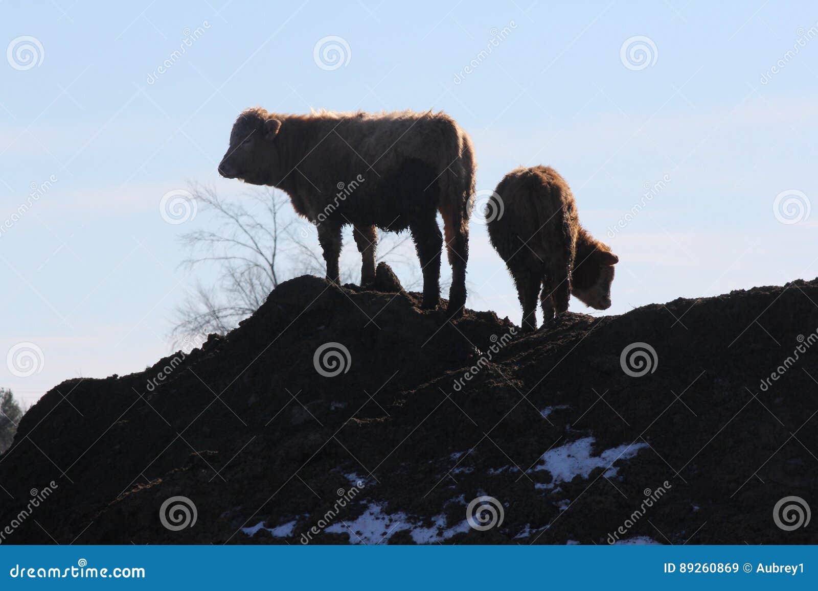 Manure From Cows On An Agricultural Field, A Pile Of Natural Manure To ...