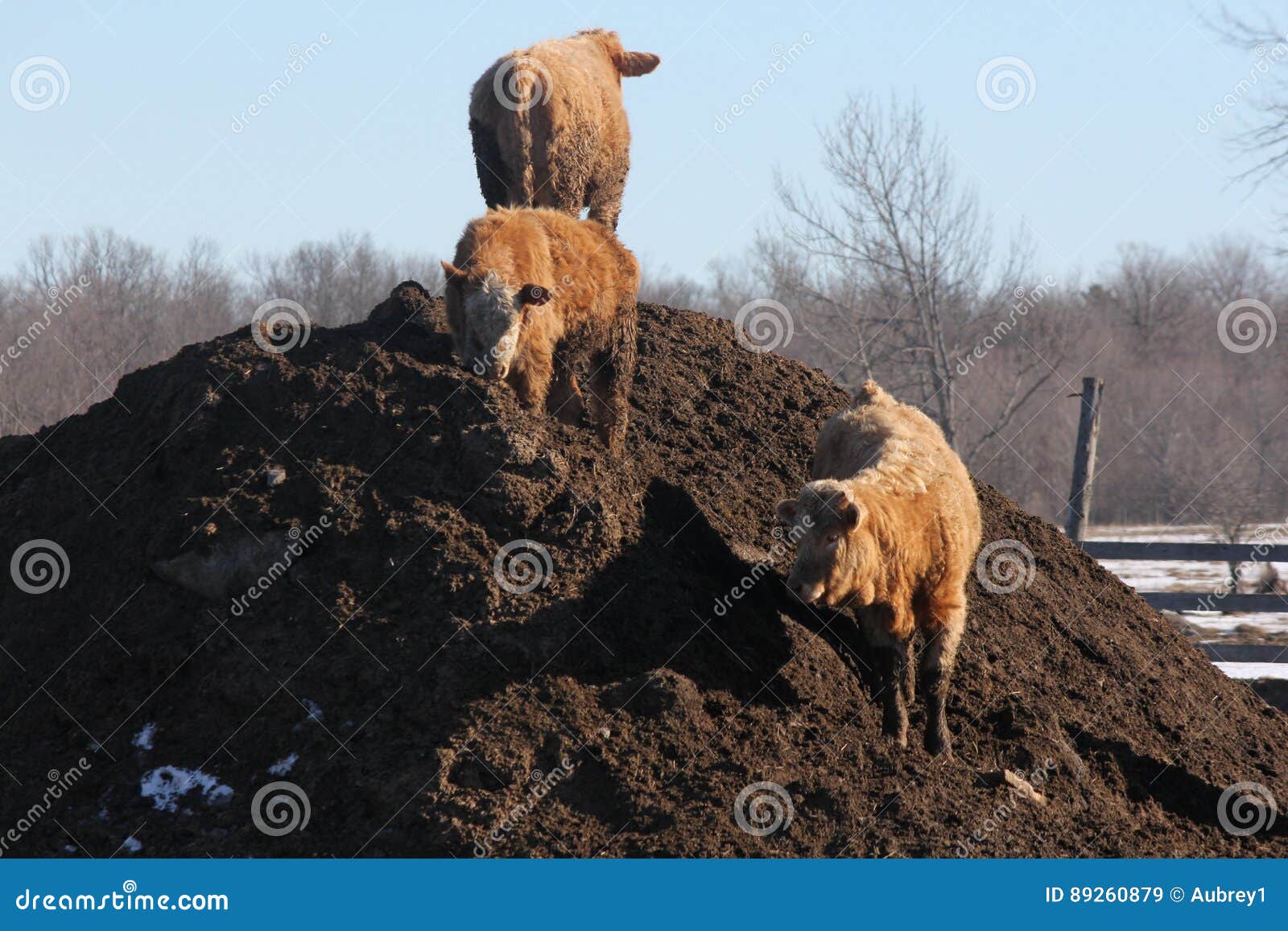 Cows on Dirt-Manure Mound stock image. Image of agriculture - 89260879