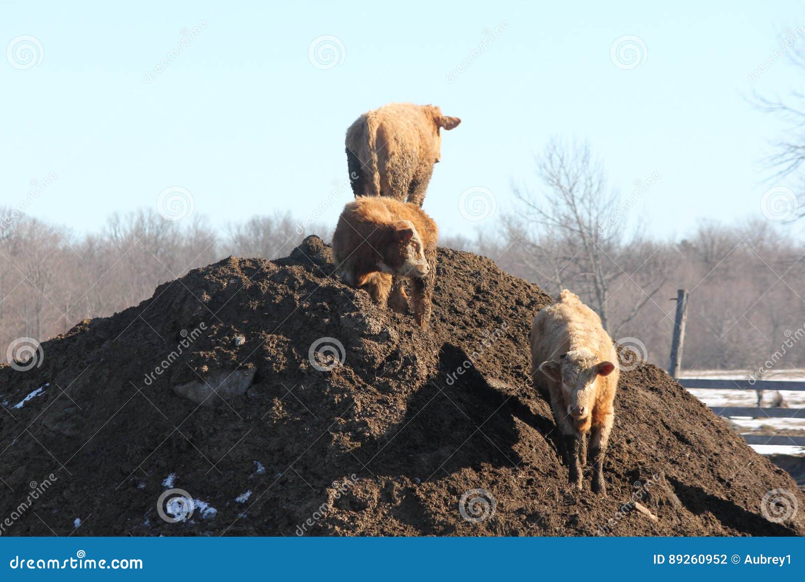 Manure From Cows On An Agricultural Field, A Pile Of Natural Manure To ...