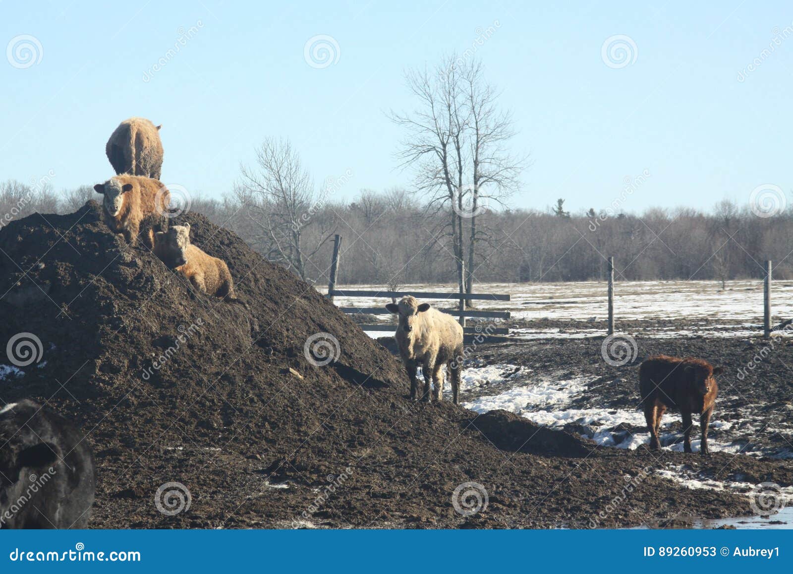 Manure From Cows On An Agricultural Field, A Pile Of Natural Manure To ...