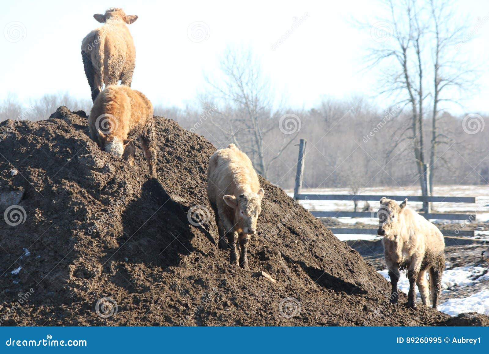 Cows on Dirt-Manure Mound stock image. Image of heap - 89260995