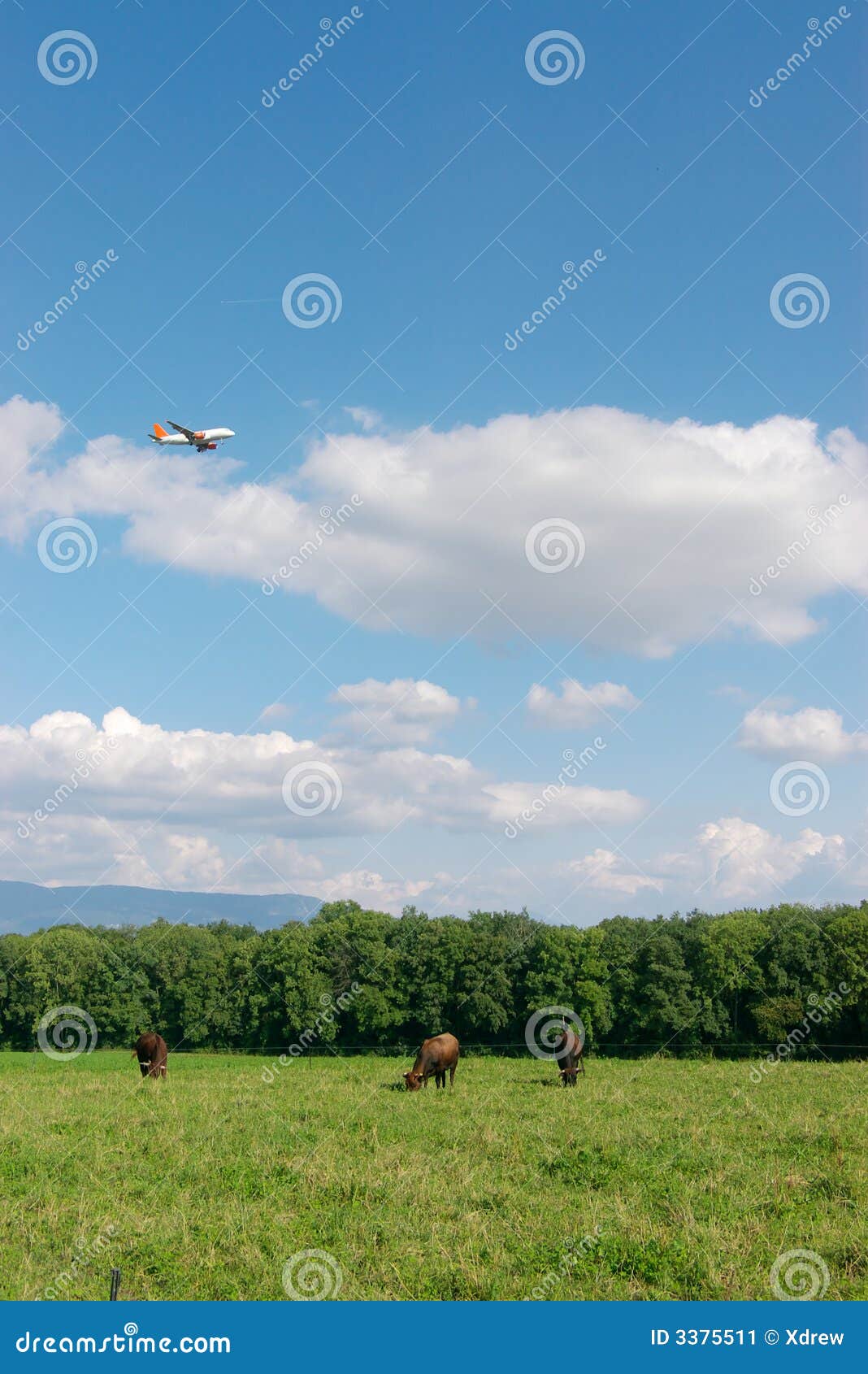 Airplane Cows Stock Photos - Free & Royalty-Free Stock Photos from ...