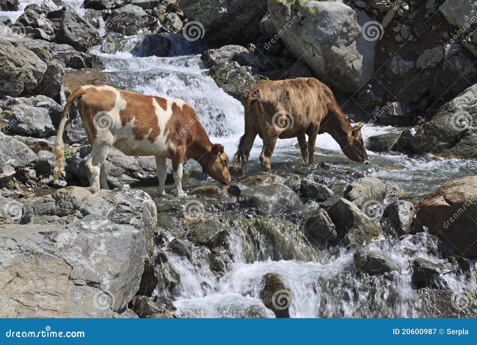 Cows Drinking from Mountain River Stock Image - Image of wilderness ...