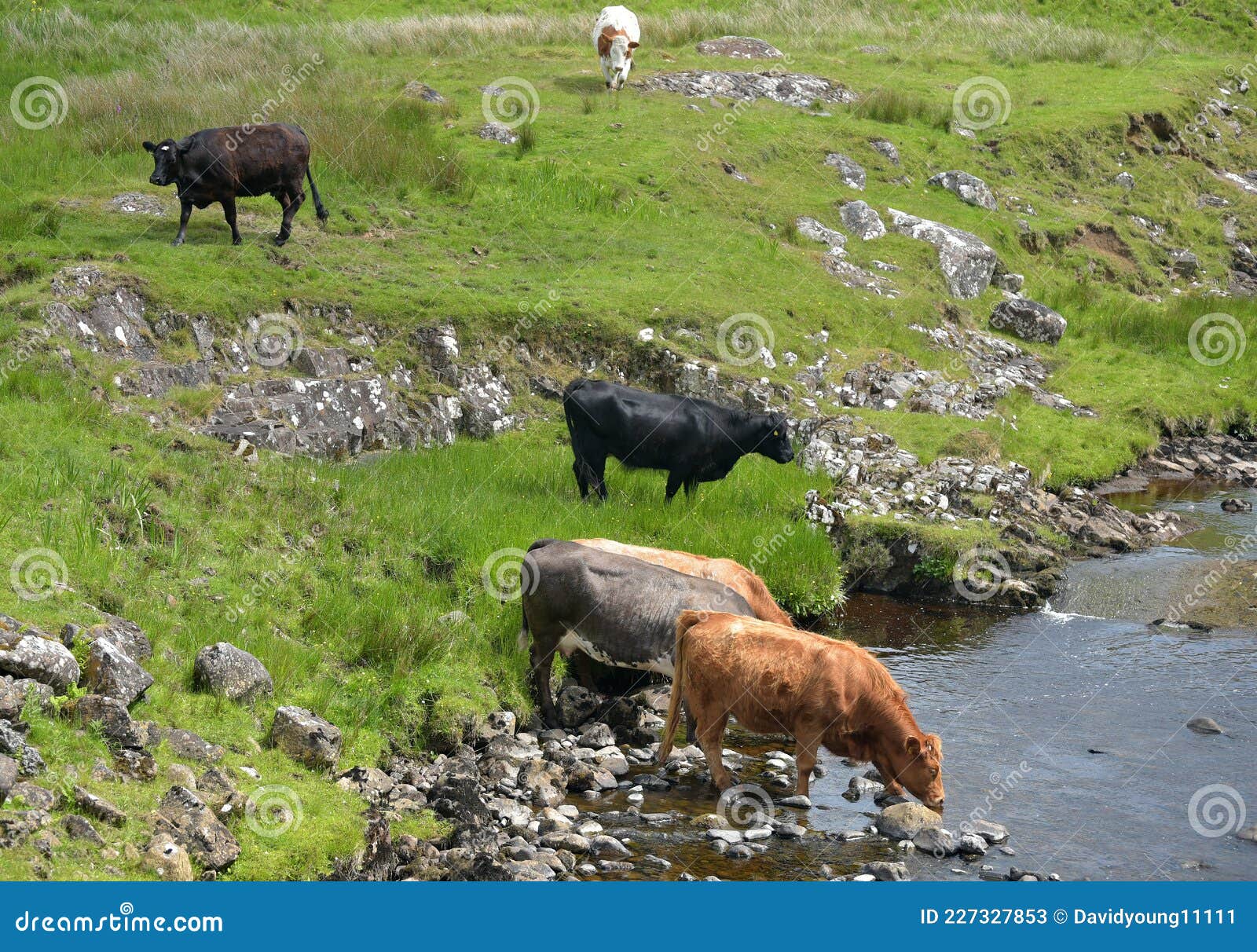 Cows Drinking from Stream at Brotherâ€™s Point on Skye Stock Image ...