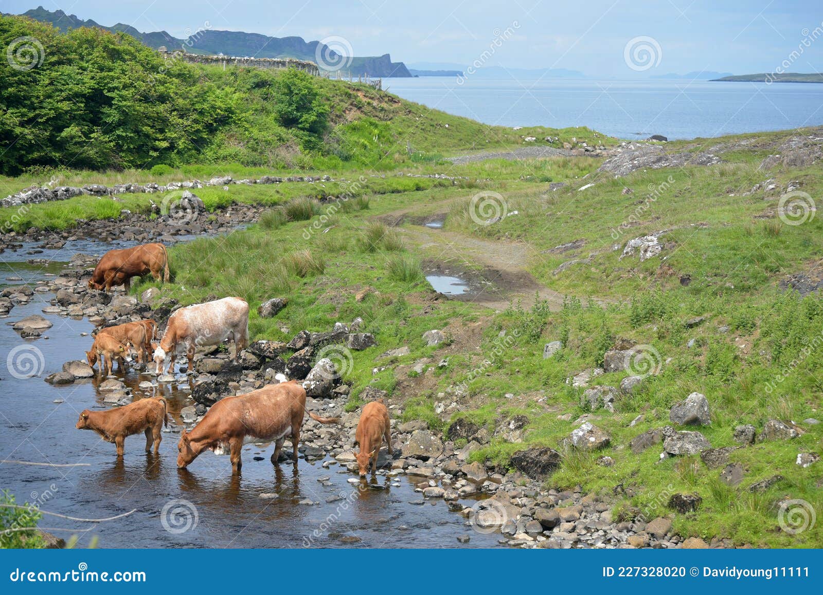 Cows Drinking from Stream at Brotherâ€™s Point on Skye Stock Photo ...