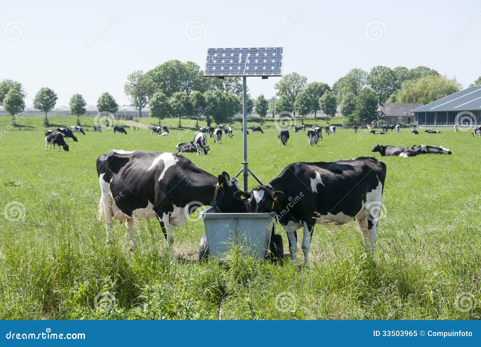 Cows drinking stock image. Image of countryside, calf - 33503965