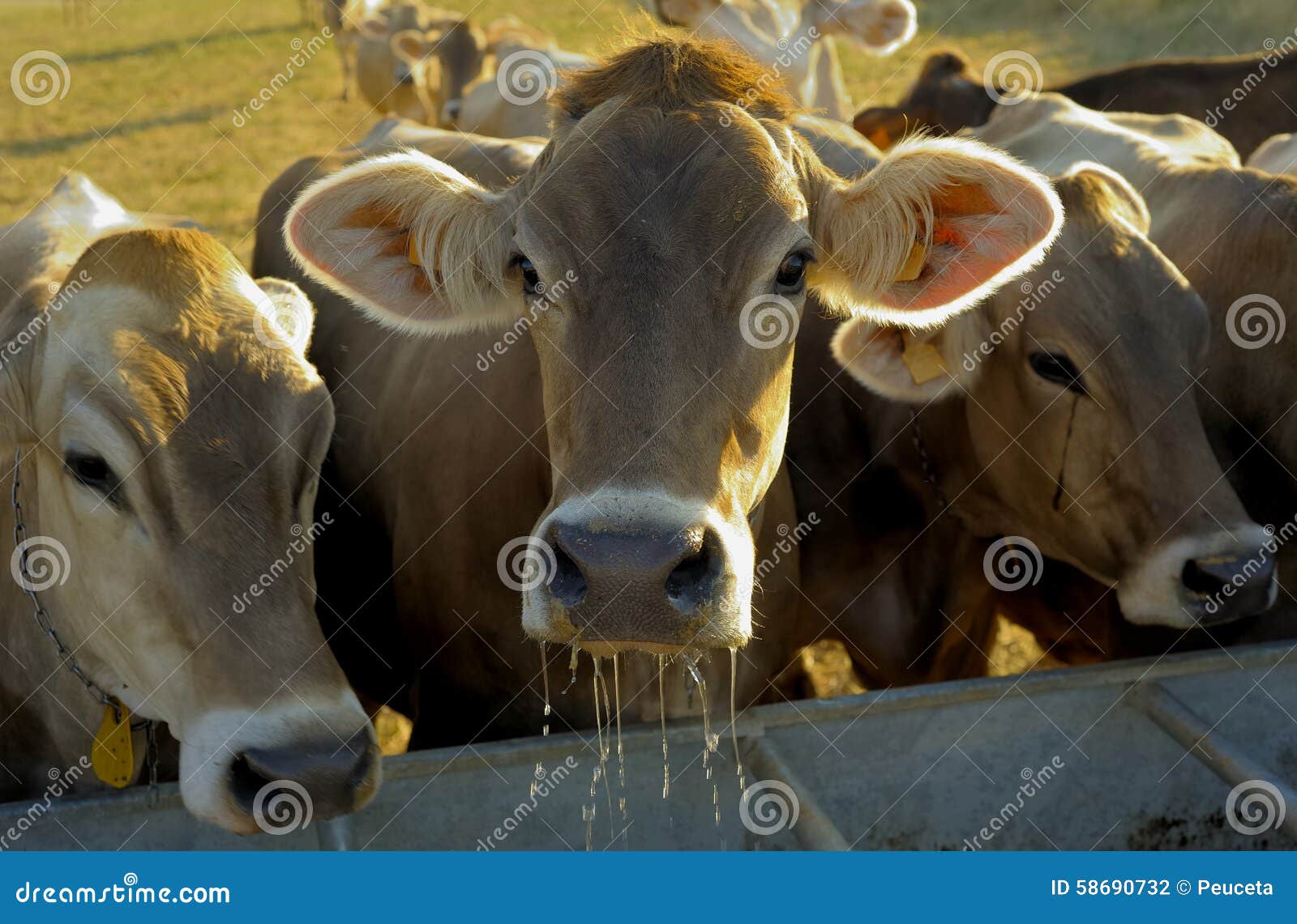 Cows Drinking Water In The Cowshed,beautiful Indian Cow And Blue Sky ...