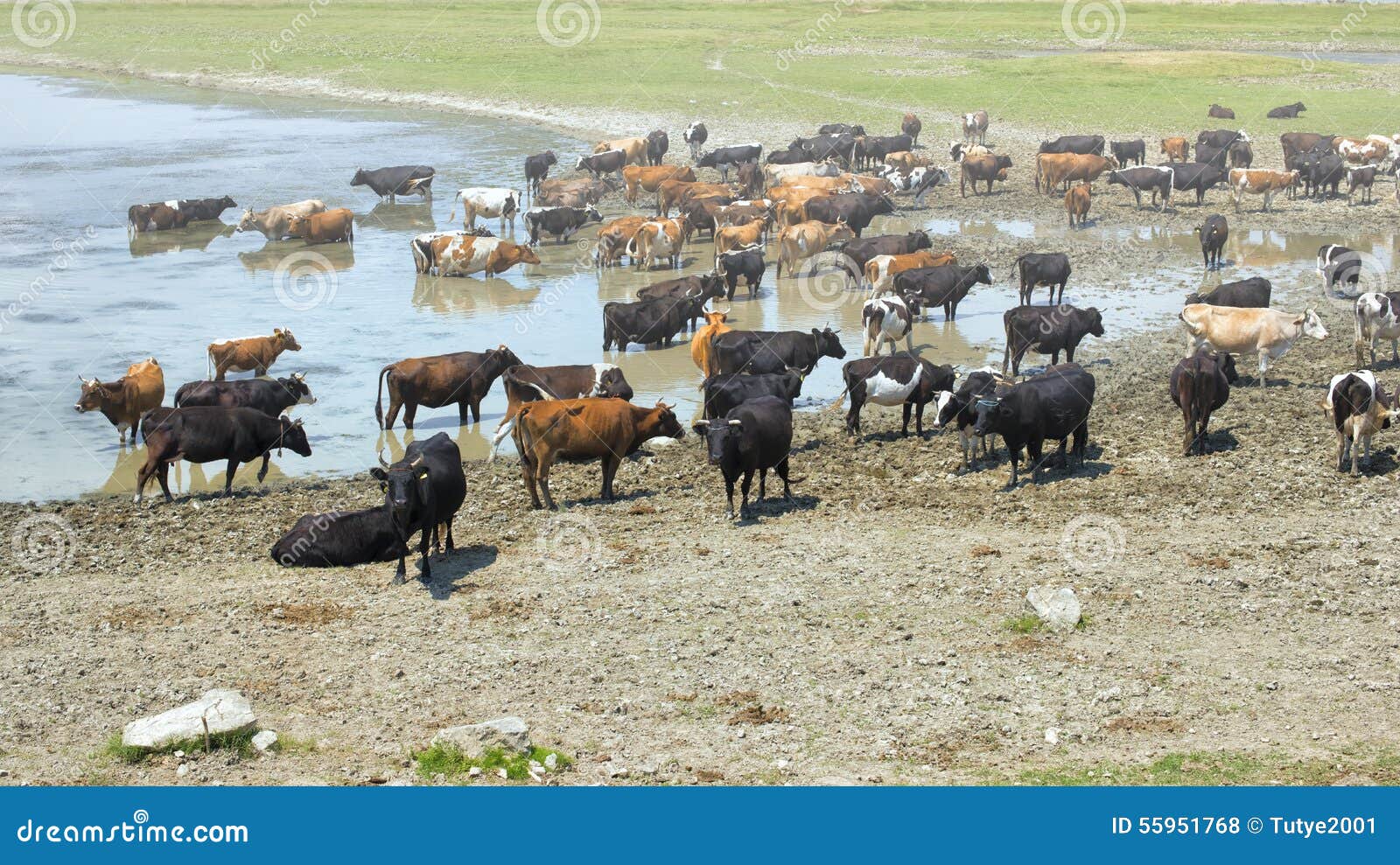 Cows Drinking From The River Wharf Near Tadcaster, Yorkshire Royalty ...