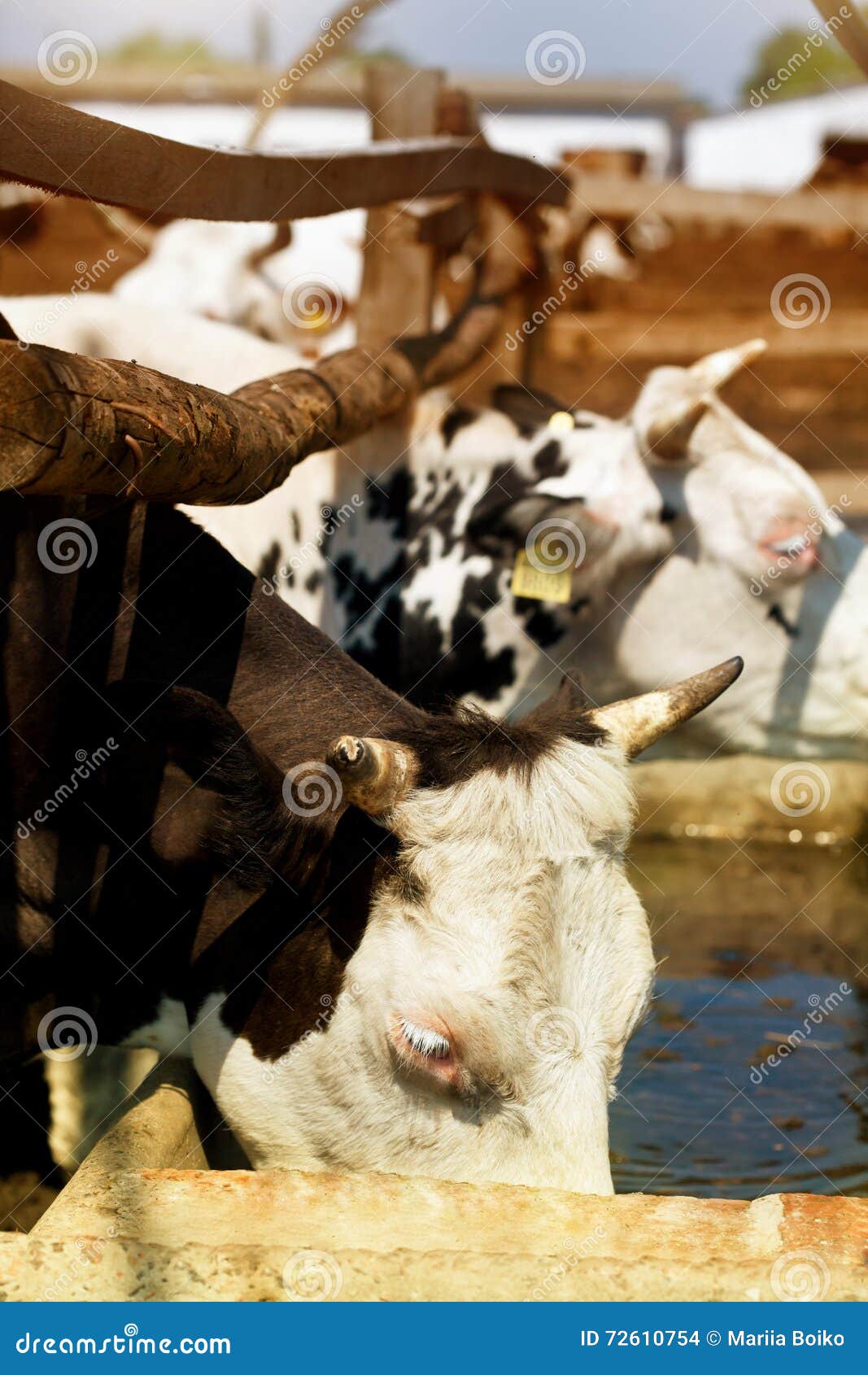Cows drinking water stock photo. Image of livestock, agriculture - 72610754