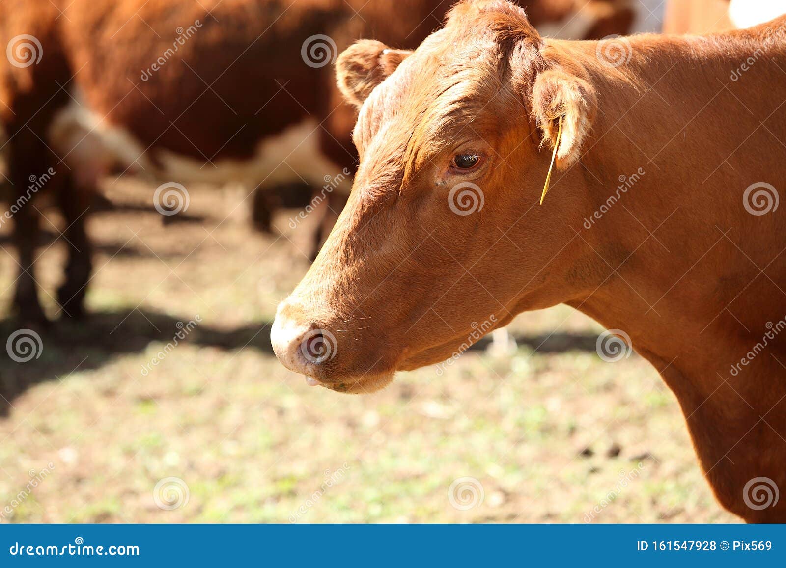 A closeup of a Durham cow. editorial stock photo. Image of pasture ...